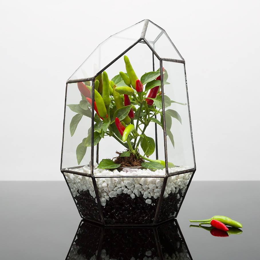The Urban Botanist - Terrariums, Ecosystems and Plant Gifts