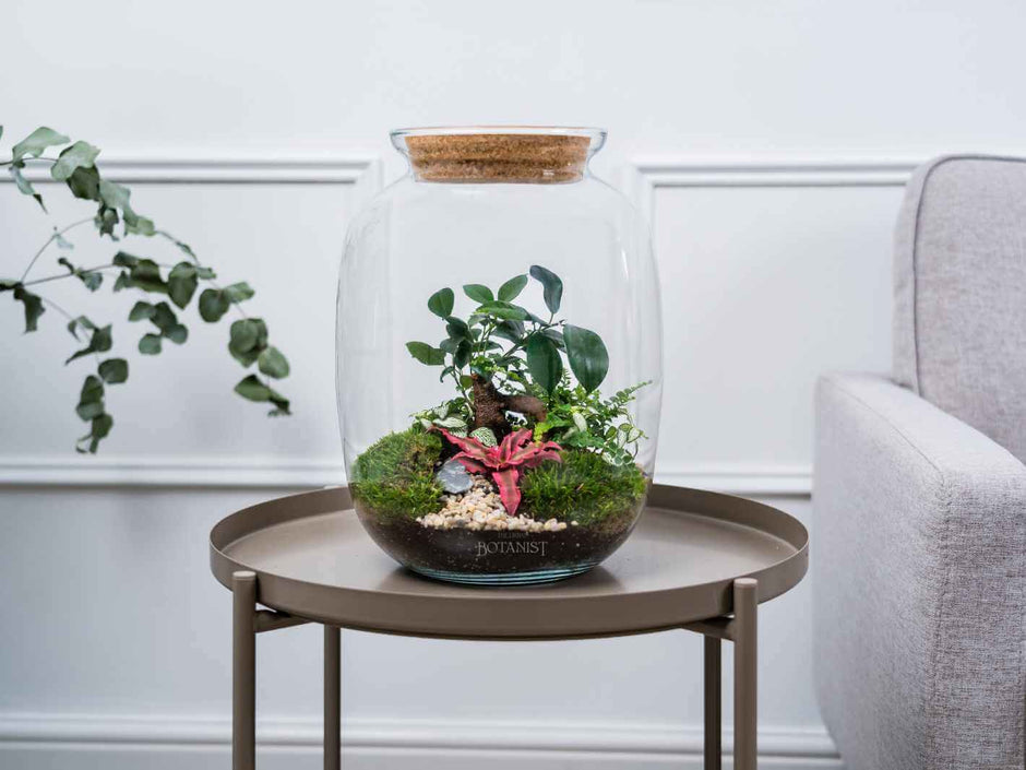 Ready Made Terrariums Delivered to you | The Urban Botanist