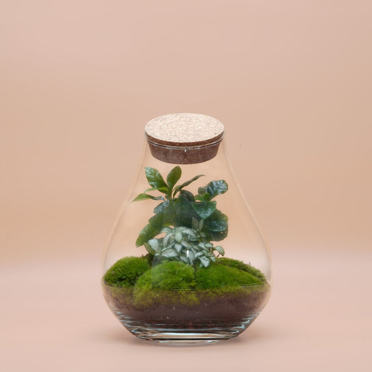 The Urban Botanist - Terrariums, Ecosystems and Plant Gifts