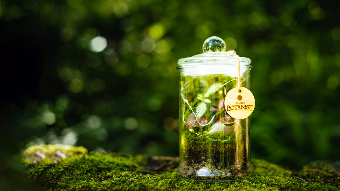 The Urban Botanist - Terrariums, Ecosystems and Plant Gifts#N# – www ...