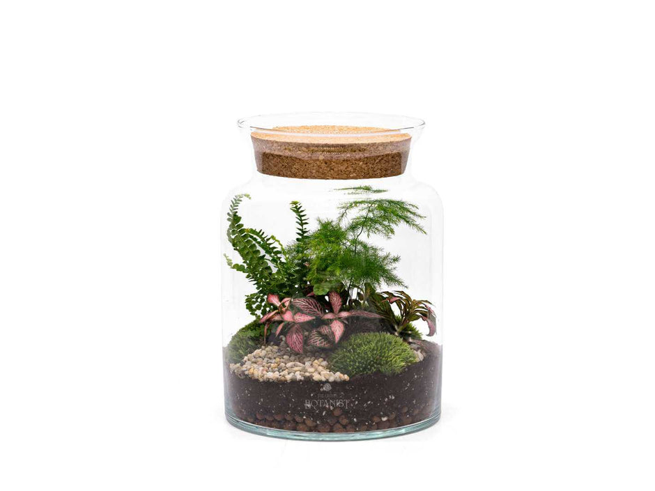Ready Made Terrariums Delivered to you | The Urban Botanist