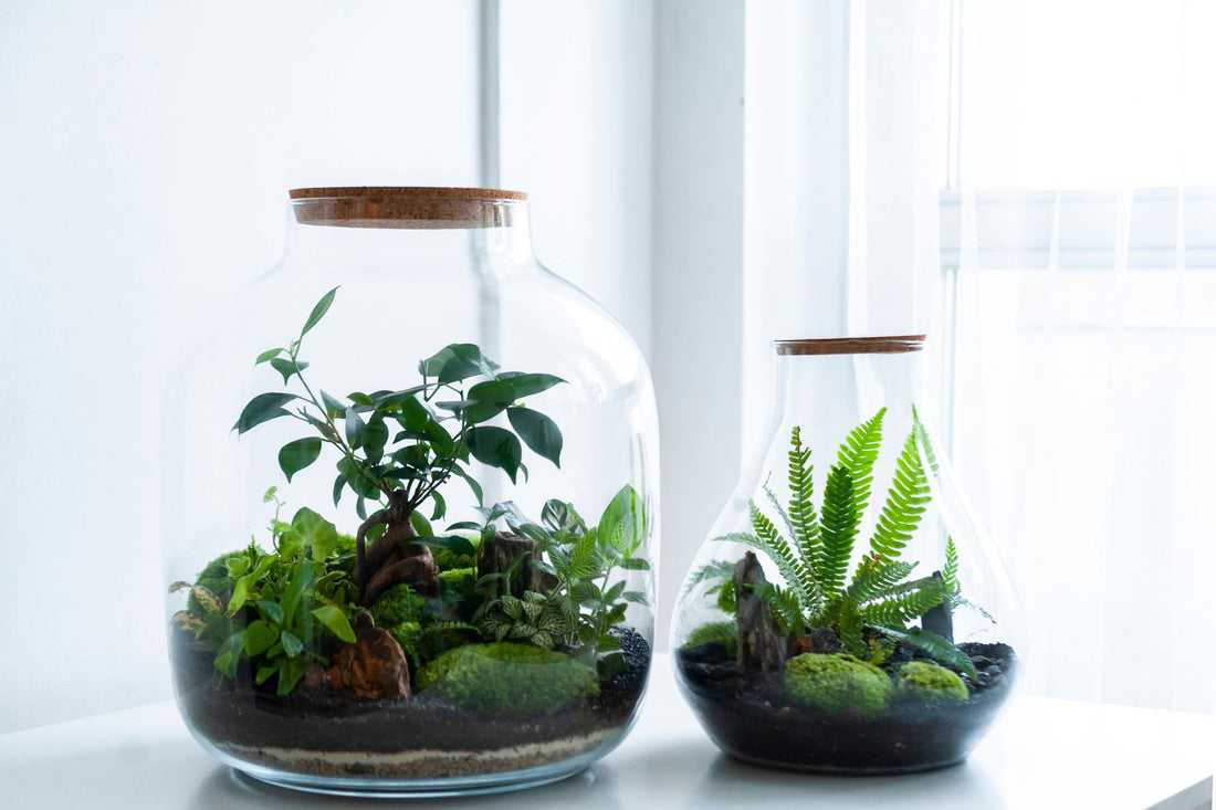 The Urban Botanist - Terrariums, Ecosystems and Plant Gifts