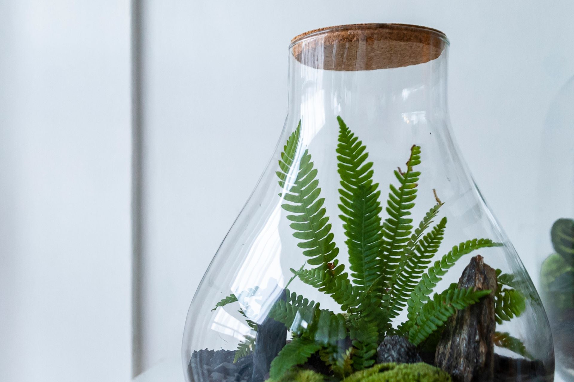 The Urban Botanist - Terrariums, Ecosystems and Plant Gifts