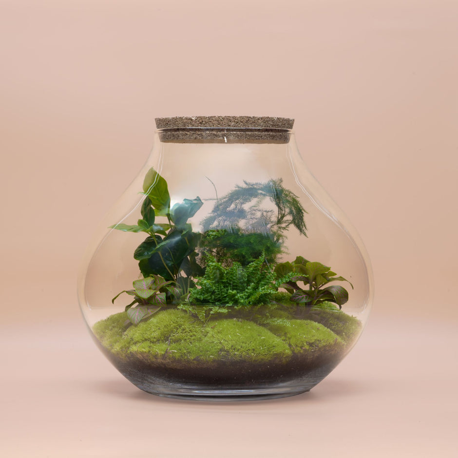 Terrariums, Terrarium Kits and Fully Assembled Succulent and Cacti ...