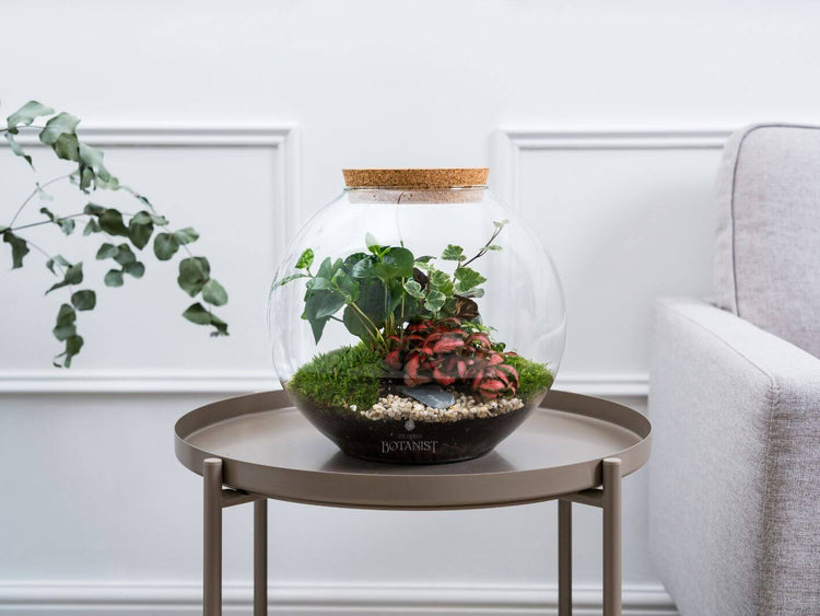 Ready Made Terrariums Delivered to you | The Urban Botanist