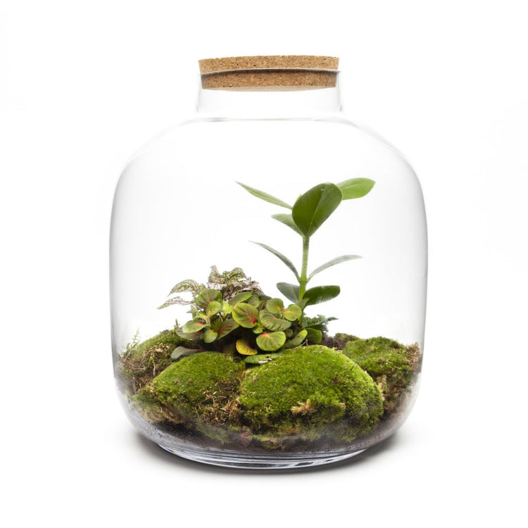 The Urban Botanist - Terrariums, Ecosystems and Plant Gifts