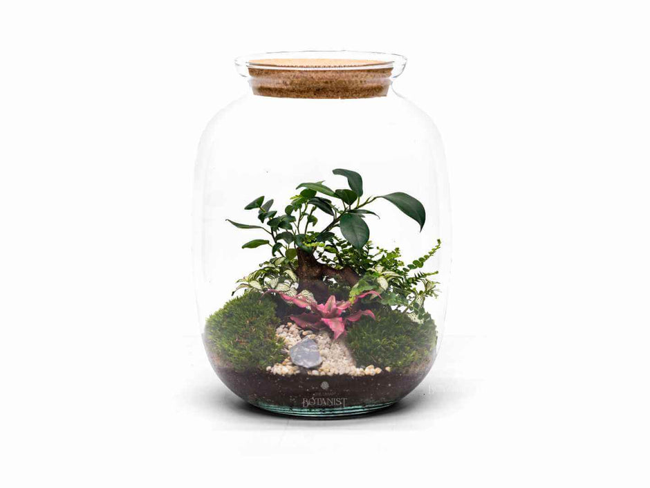 Ready Made Terrariums Delivered to you | The Urban Botanist