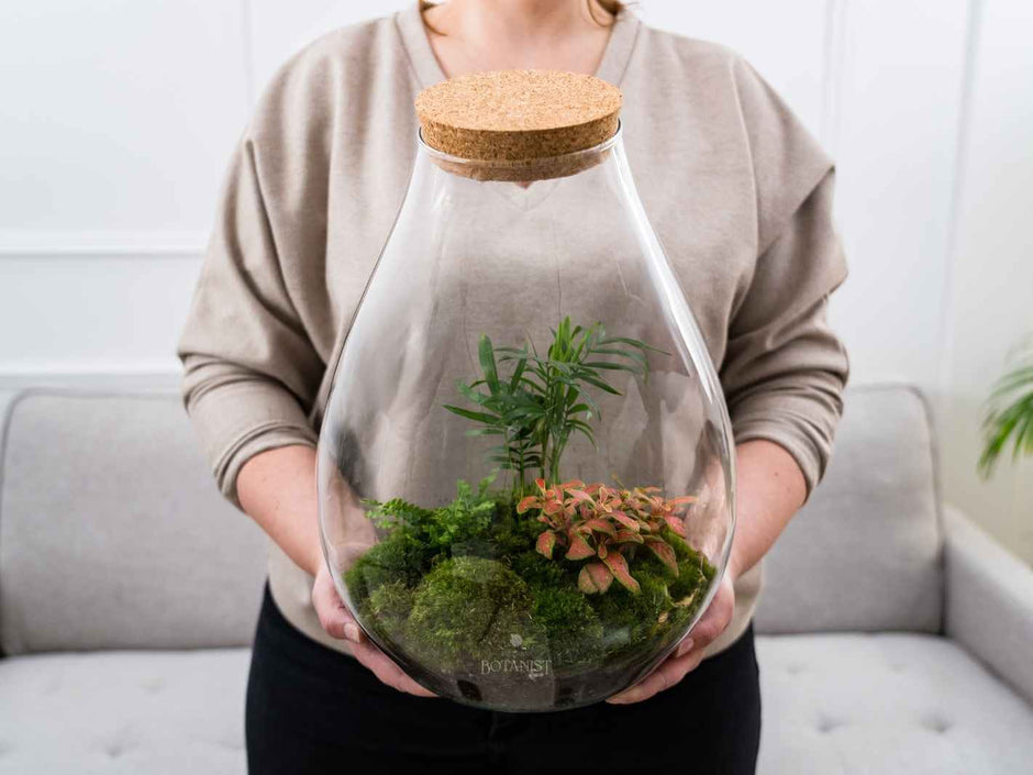 Ready Made Terrariums Delivered to you | The Urban Botanist