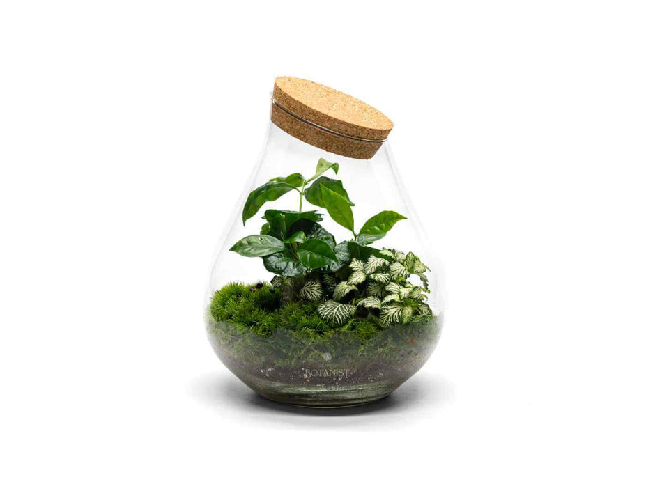 Ready Made Terrariums Delivered to you | The Urban Botanist