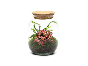 Terrariums, Terrarium Kits and Fully Assembled Succulent and Cacti ...