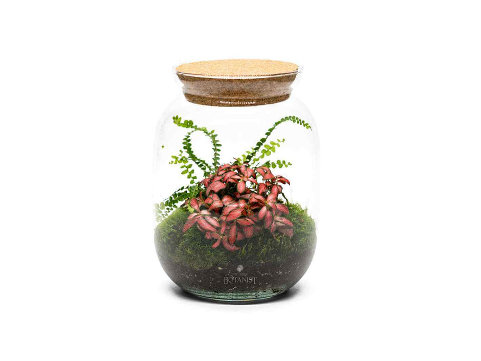 Ready Made Terrariums Delivered to you | The Urban Botanist