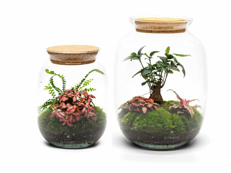 Closed Terrariums - Self Watering Sealed Glass Terrariums – The Urban ...