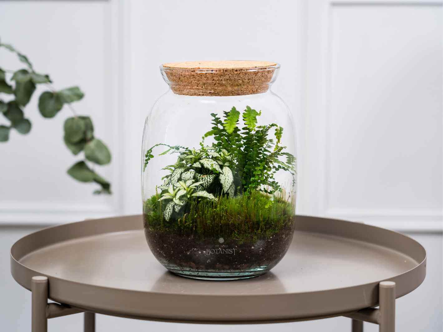 Pre-Assembled Terrarium with Live Plants| The Urban Botanist