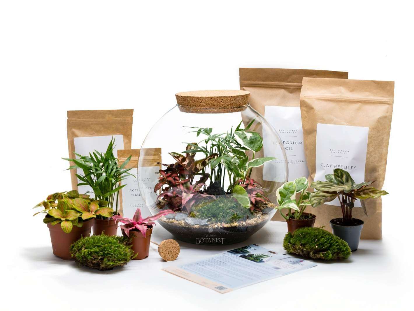 DIY Terrarium Kit with Moss, Fittonia & More | The Urban Botanist