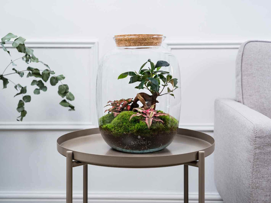 Ready Made Terrariums Delivered to you | The Urban Botanist