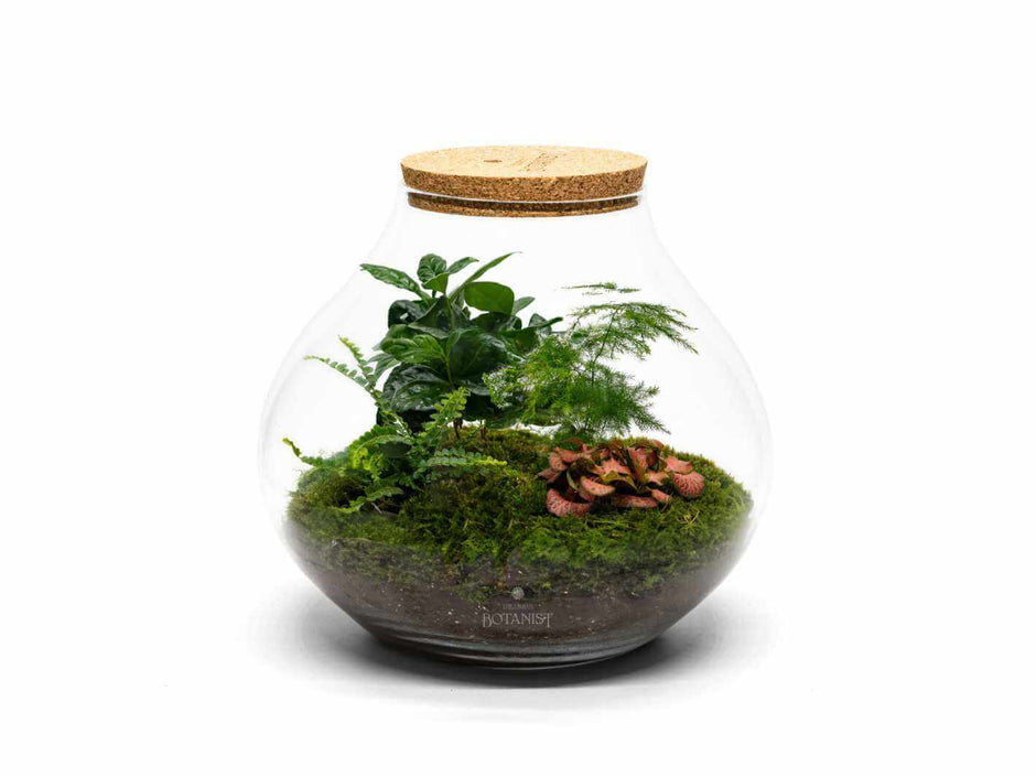 Ready Made Terrariums Delivered to you | The Urban Botanist