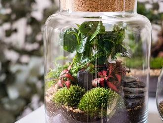 DIY Sealed Terrarium Kit - Ecosystem Terrarium | The Urban Botanist