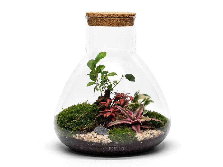 Ready Made Terrariums Delivered to you | The Urban Botanist