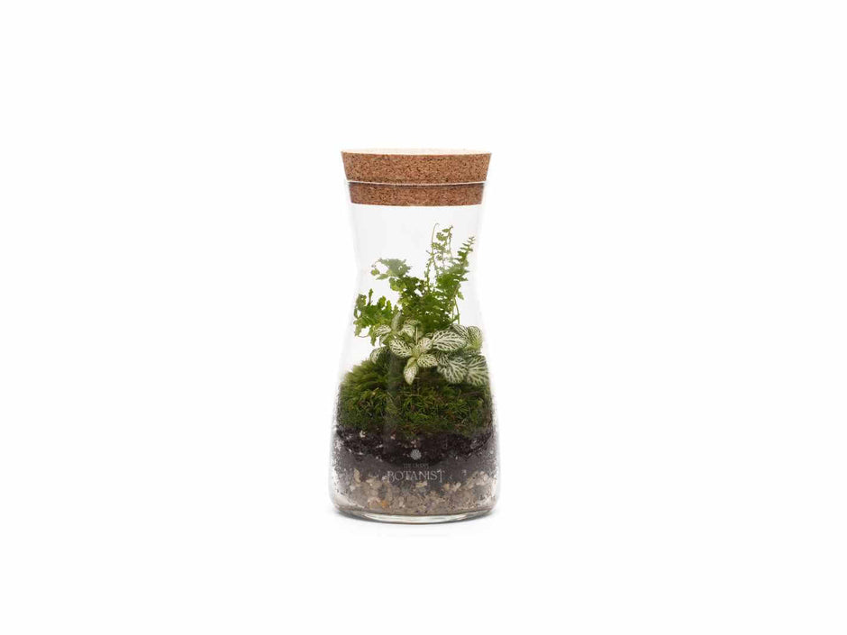 Ready Made Terrariums Delivered to you | The Urban Botanist