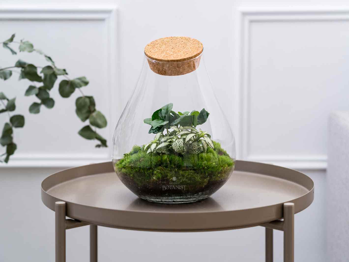 Ready-Made Duo Terrarium Set Ecosystem | The Urban Botanist