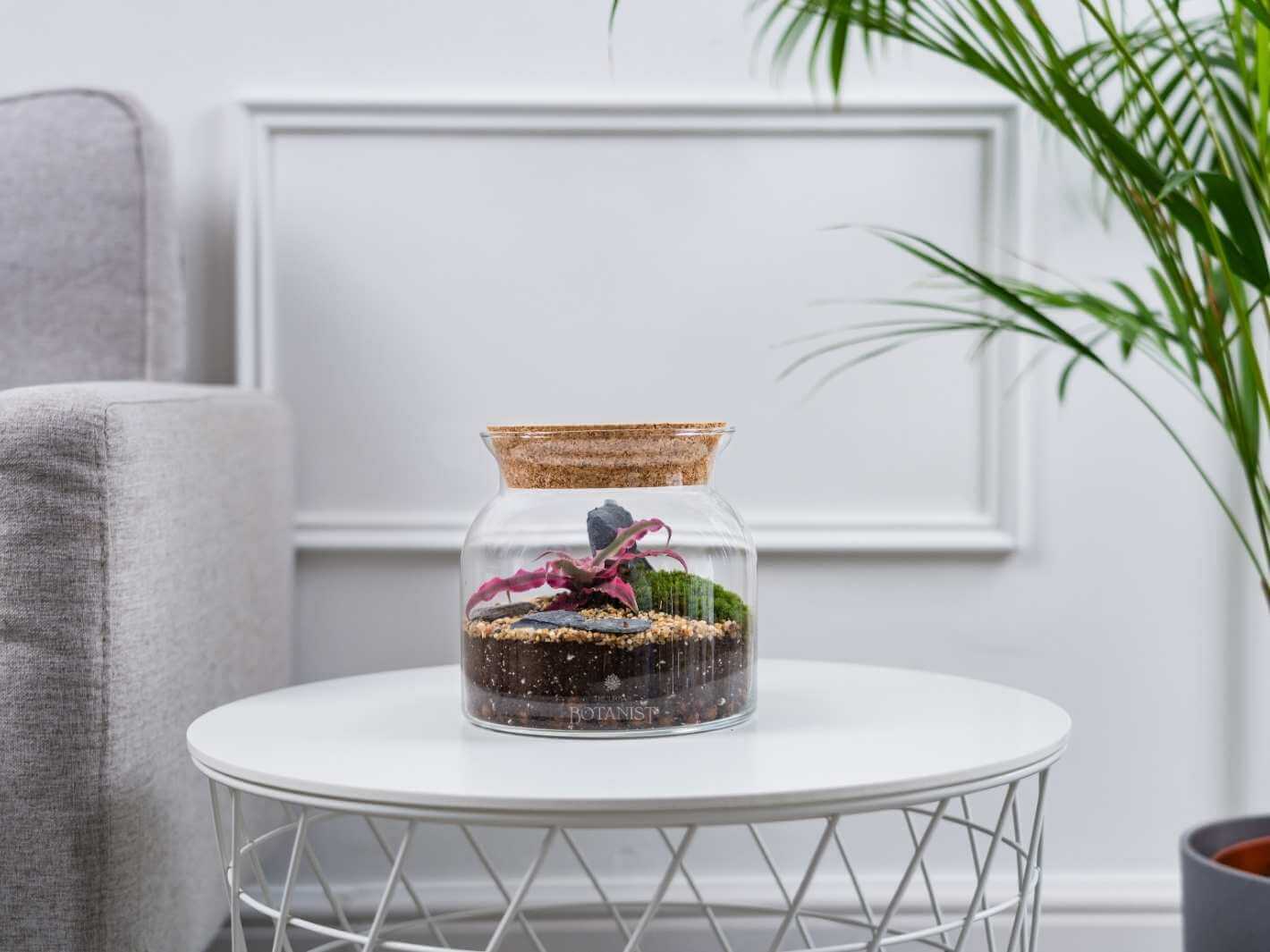 Compact Small Terrarium Kit for Beginners - The Urban Botanist