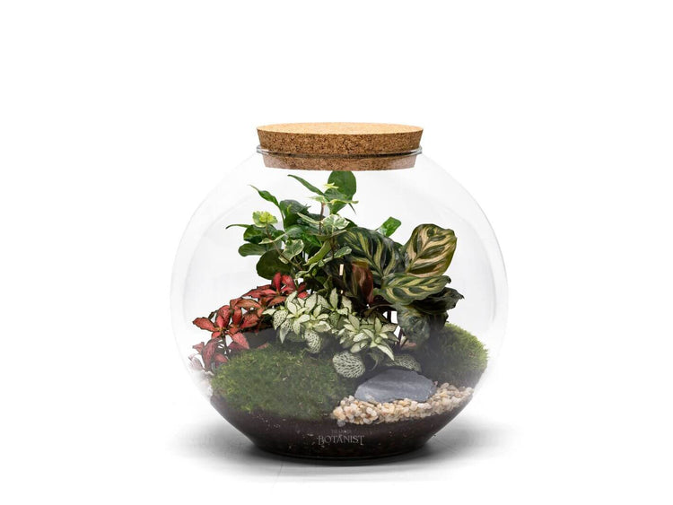 Ready Made Terrariums Delivered to you | The Urban Botanist