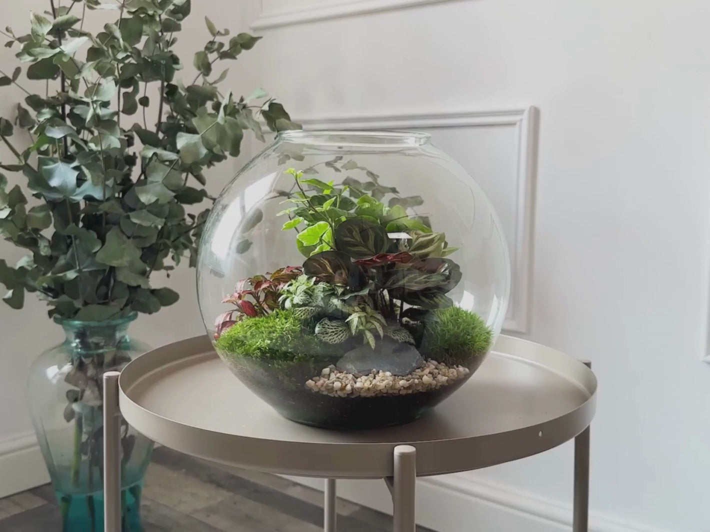 Ready-Made Large Enclosed Terrarium Perfect Gift | The Urban Botanist