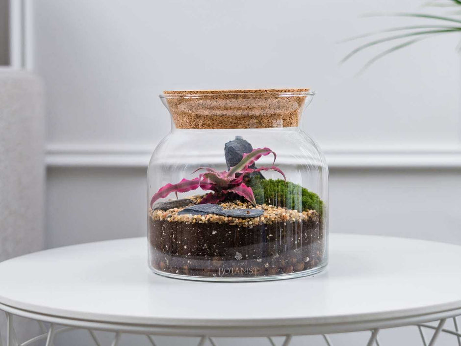 DIY Terrarium Kits: Build Your Own Miniature Garden | The Urban Botanist