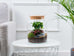 DIY Sealed Terrarium Kit - Ecosystem Terrarium | The Urban Botanist
