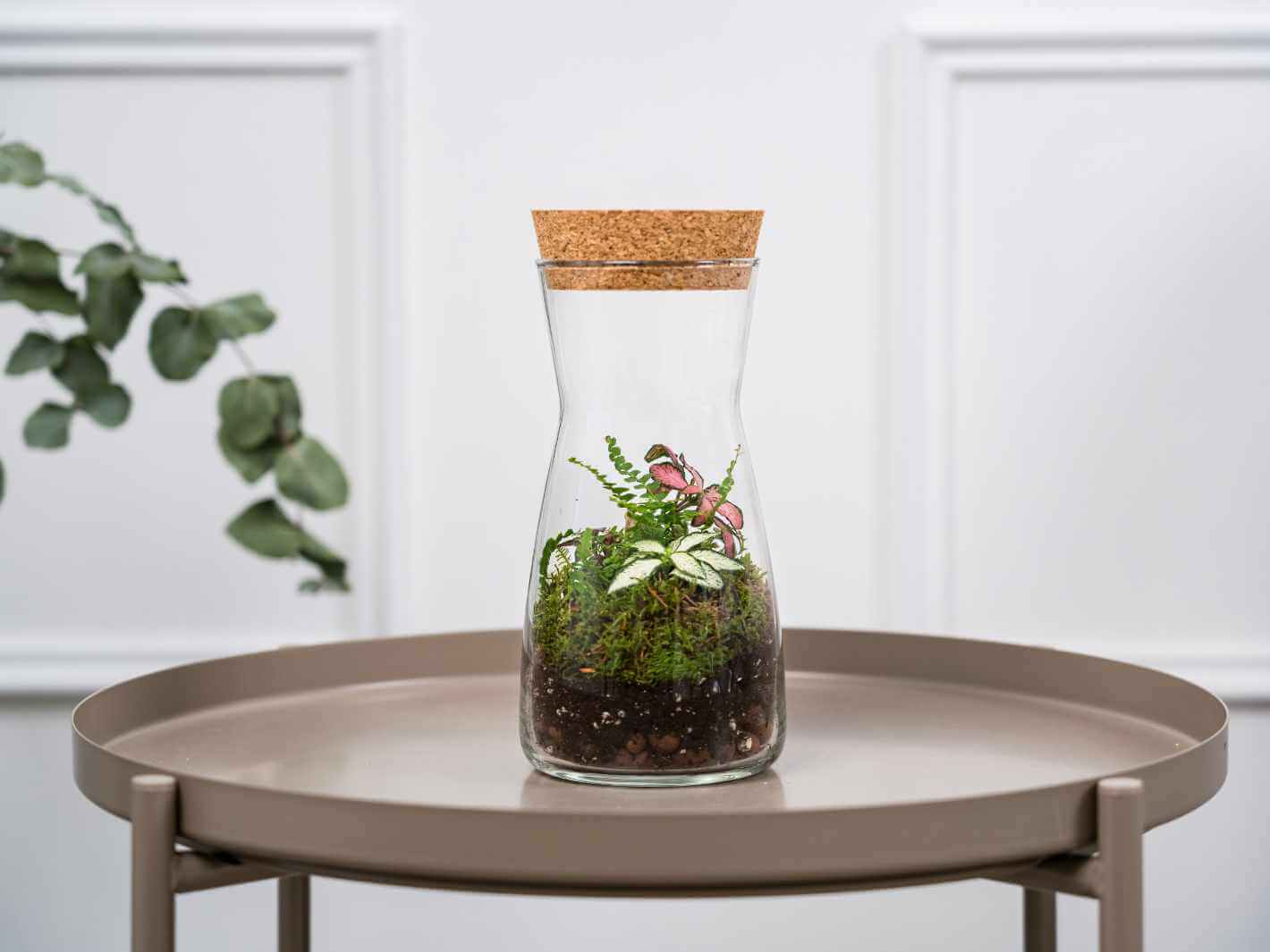 Fittonia Terrarium Fully Assembled Light up Terrarium – The Urban Botanist
