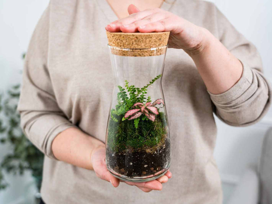 Ready Made Terrariums Delivered to you | The Urban Botanist